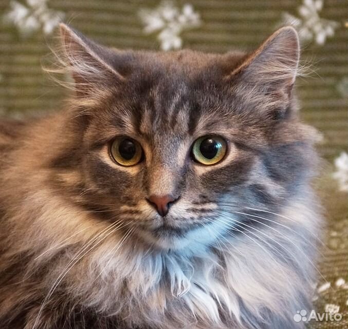 Поль - красивый, юный сибирячок