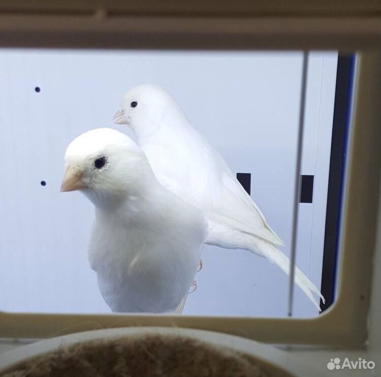 Канарейки самцы и самки