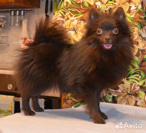 Подрощенная горькая шоколадочка