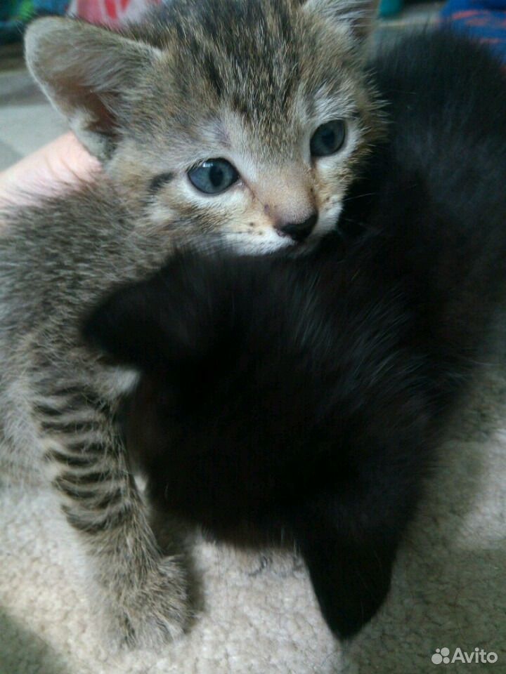 Отдам котёнка в хорошие руки