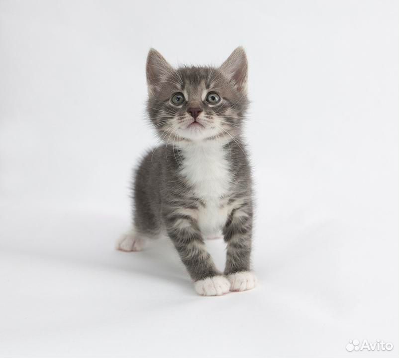 Мурчательные котятки в добрые руки