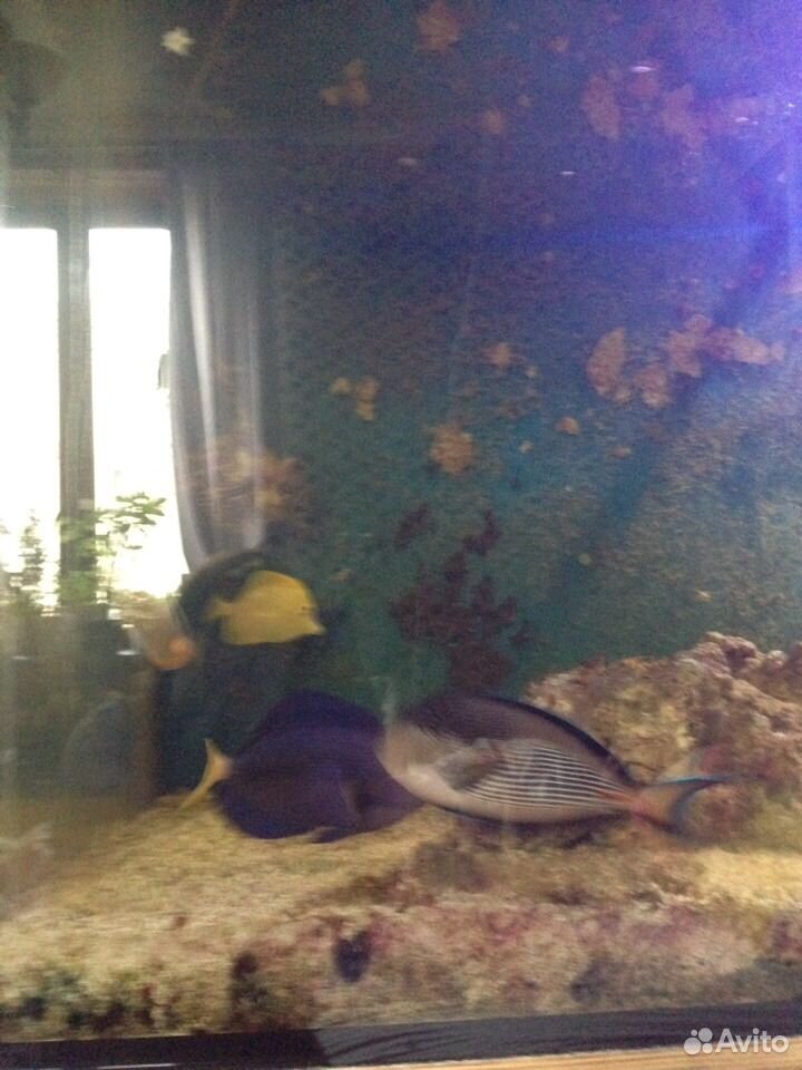 Морские рыбки