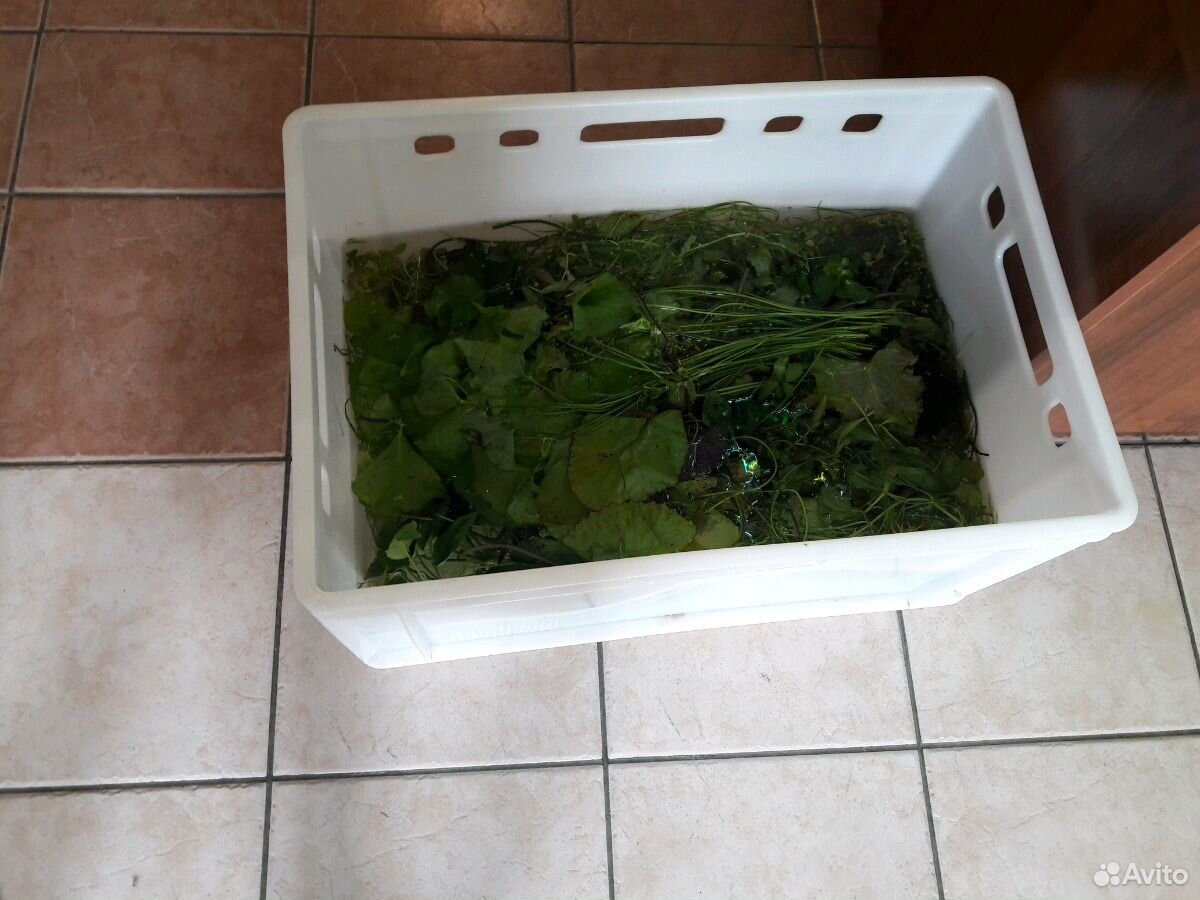 Аквариумные растенмя бесплатно