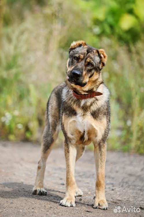 Красавец Честер в дар