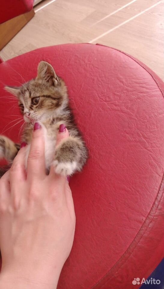 Отдадим котёнка в хорошие руки бесплатно