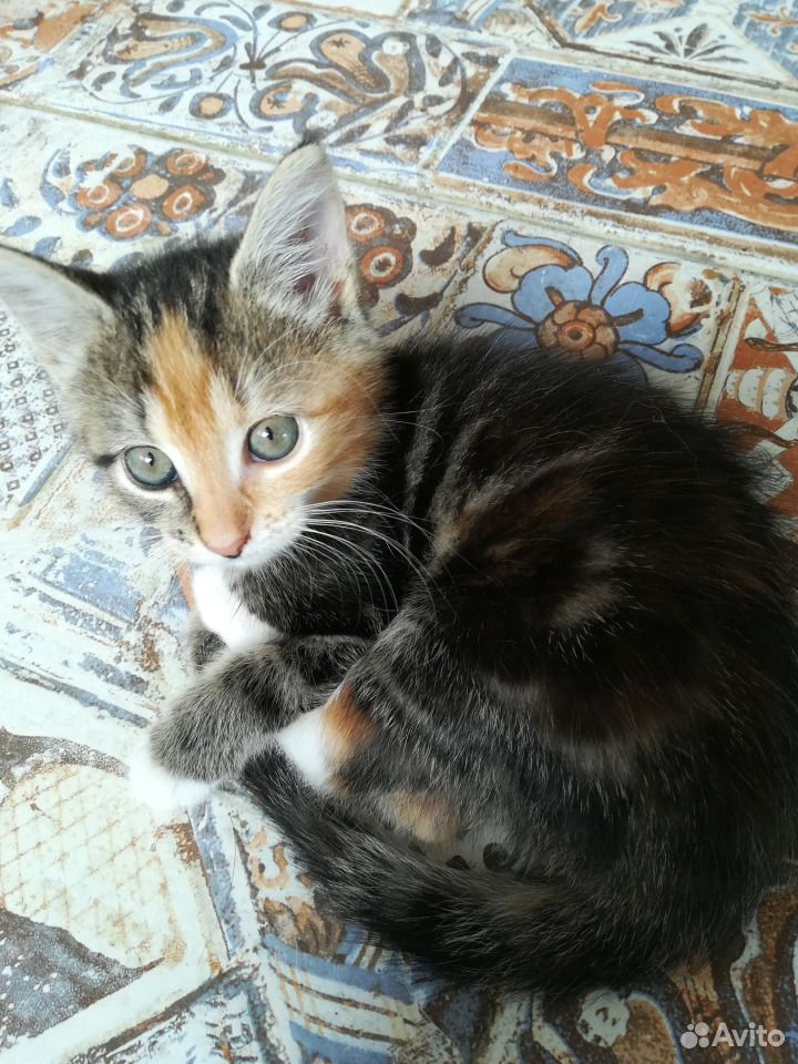 Пушистое забавное чудо