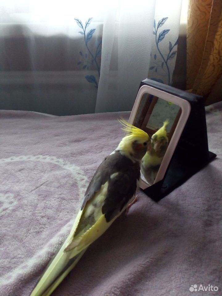 Пропал попугай корелла