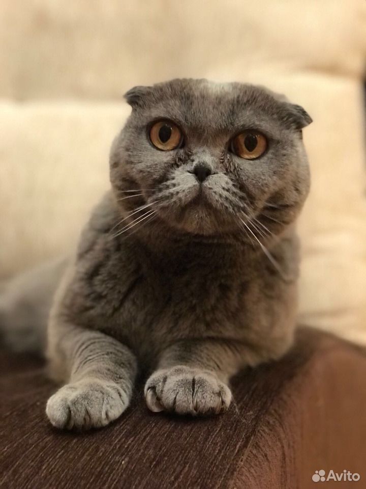 Шотландская