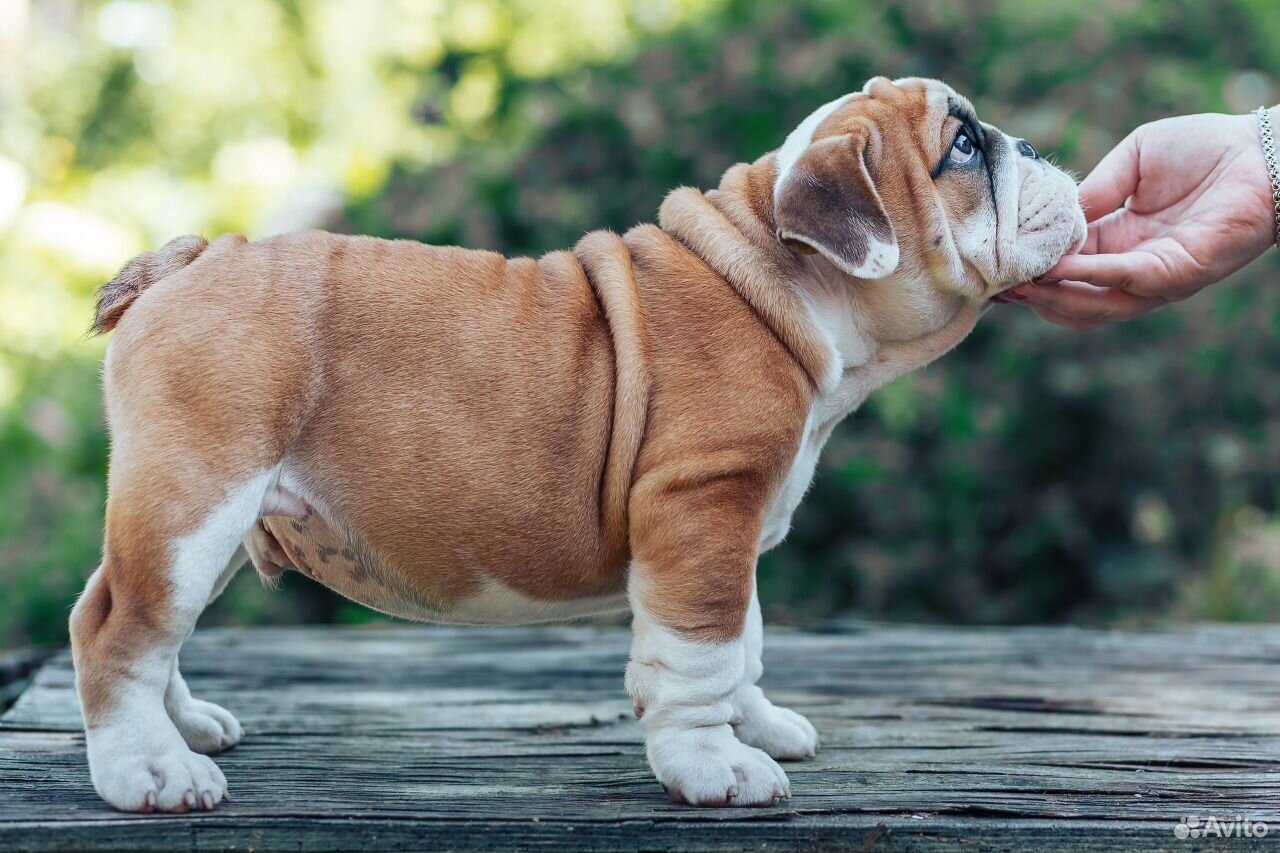 Щенок Английского Бульдога