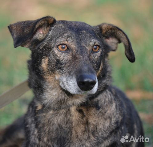 Красивейшая тигровая девочка в дар