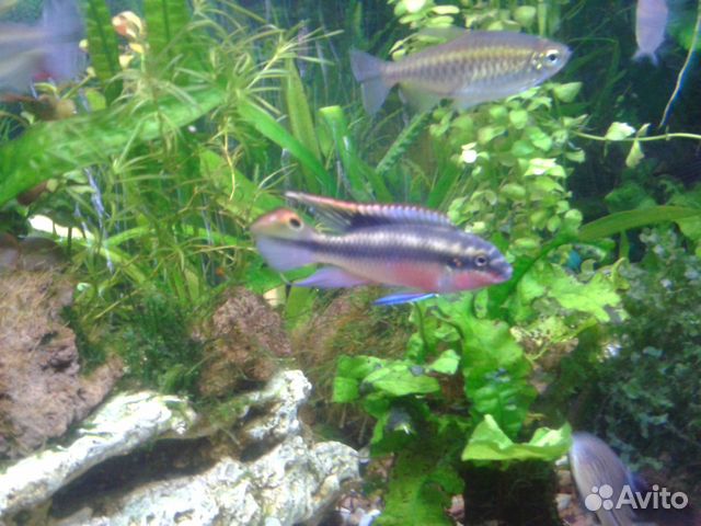 Pelvicachromis pulcher RED