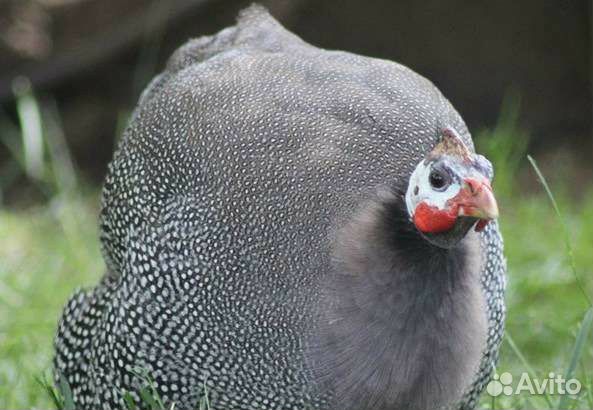 Инкубационное яйцо цесарки FRA