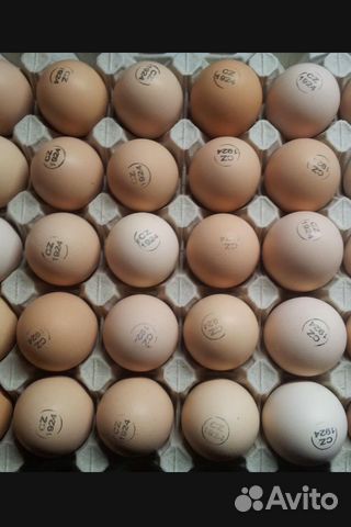 Яйцо на инкубацию в наличии и под заказ.Циплята