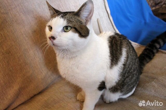 Мудрый Ватсон ждет вас