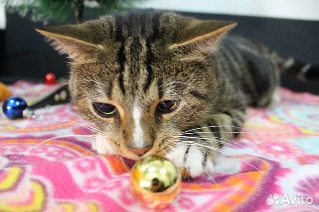 Слепой Барсик ищет дом