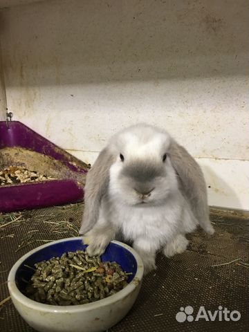 Карликовый вислоухий крольчонок сиамский