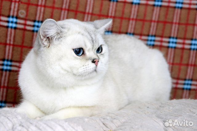 Котята и взрослые кошки драгоценных окрасов