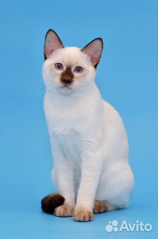 Тайские котята