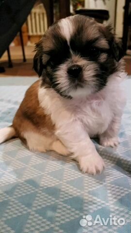 Щенки ши-тцу (шитцу, шитсу)