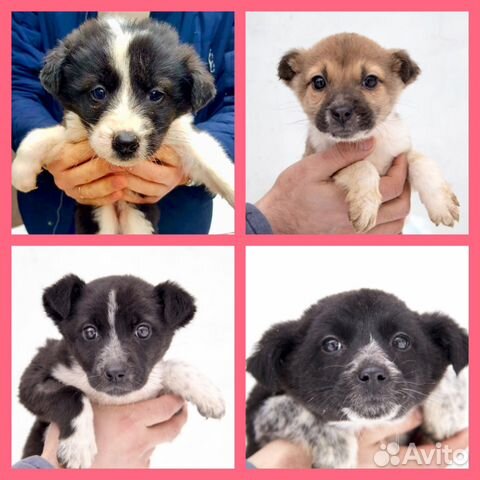 Маленькие щенки на любой вкус. Около 3 мес. В дар