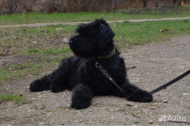 Ризеншнауцер