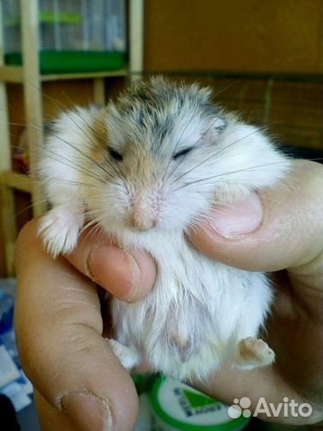 Хомяк роборовского самец