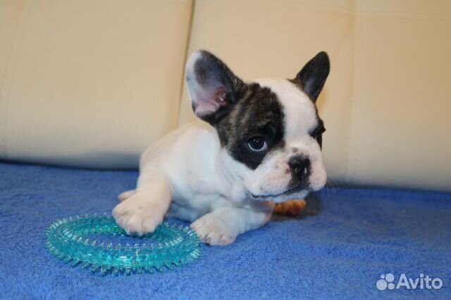 Француженка красотка