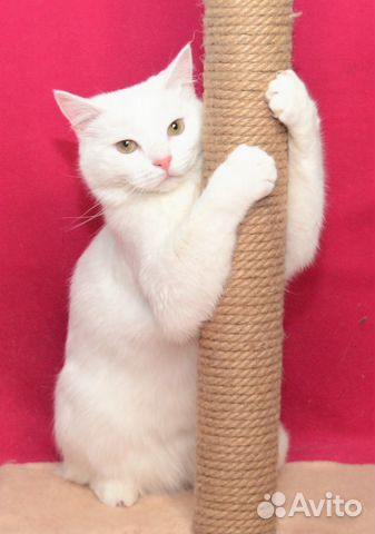 Кот Сема ищет дом