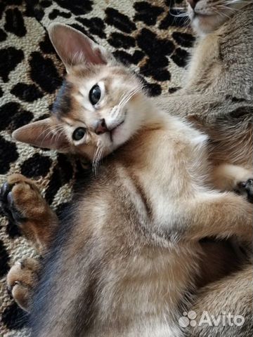 Абиссинский котенок