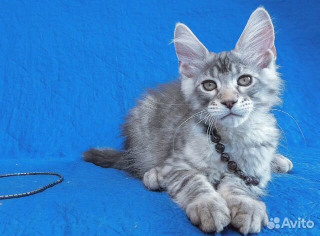 Куненок Сэм окраса снежный барс