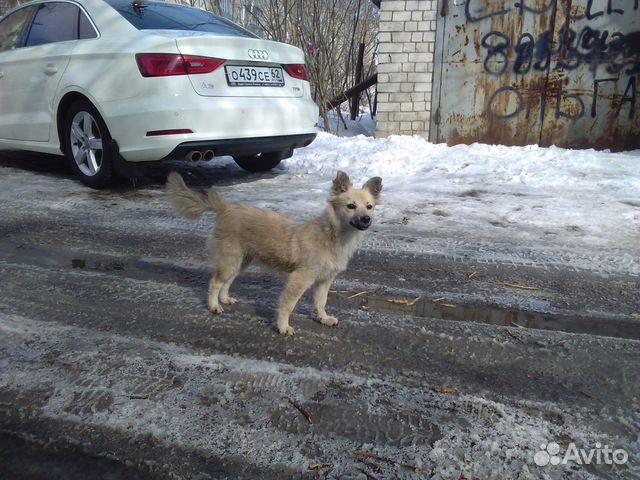 Мини собачка - девочка 1 год стерилизованная