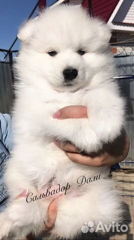 Самоедская лайка