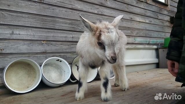Продается Козленок Лютик