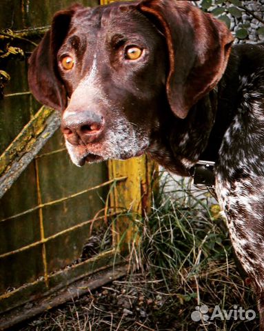 Курцхаар в ответственные руки