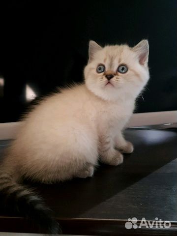 Плюшевые ручные котята