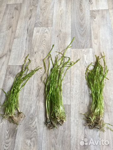 Валлиснерия спиральная, лимонник, роголистник