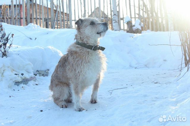 Пес Тузик ищет дом