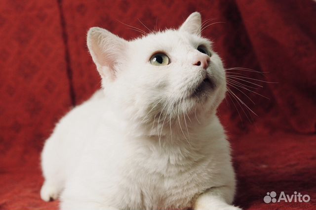 Сладкий Зефирчик любит кефирчик)