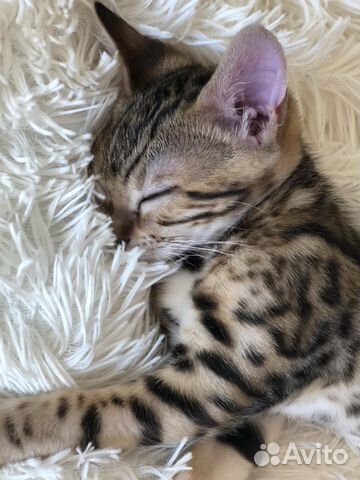 Бенгальские котята