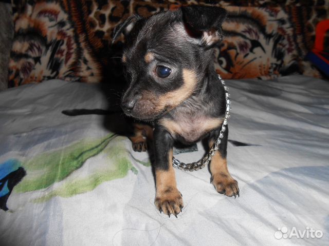 Миники-тойчики