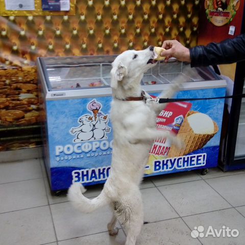 Отдам собаку