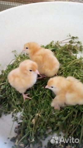 Цыплята Нью Гемпшир