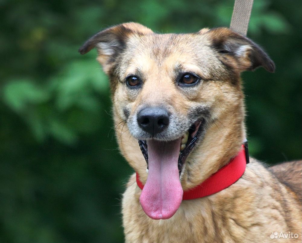 Ненси-солнечная девочка из приюта