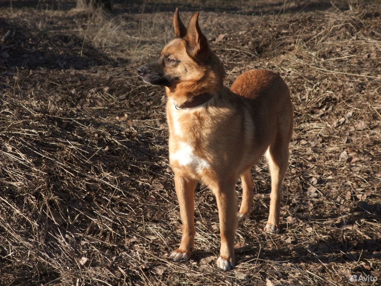 Лика-маленькая принцесса, маленькая красавица