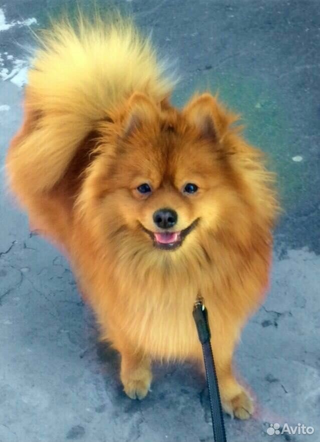 Немецкий шпиц вязка Москва