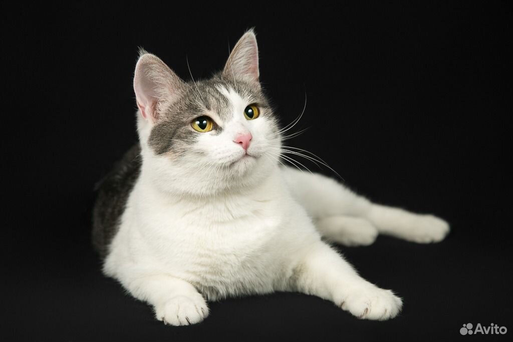 Люсси в добрые ручки