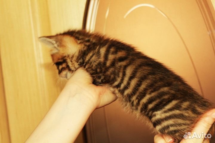 Тойгер, тойгер, тойгер