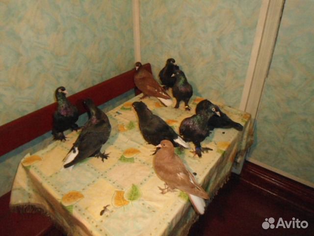 Голуби краснодарские бойные