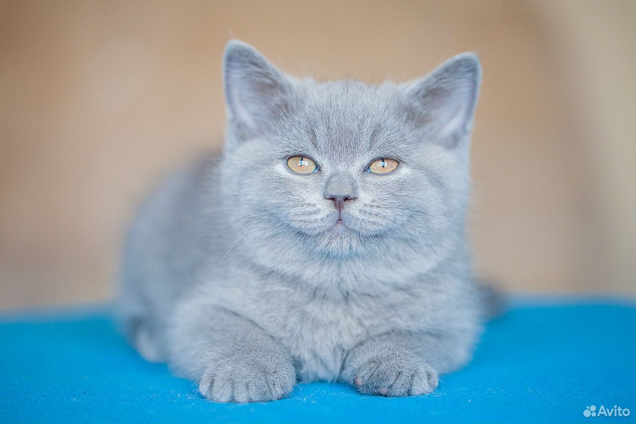 Хитрый британский котик Фокс