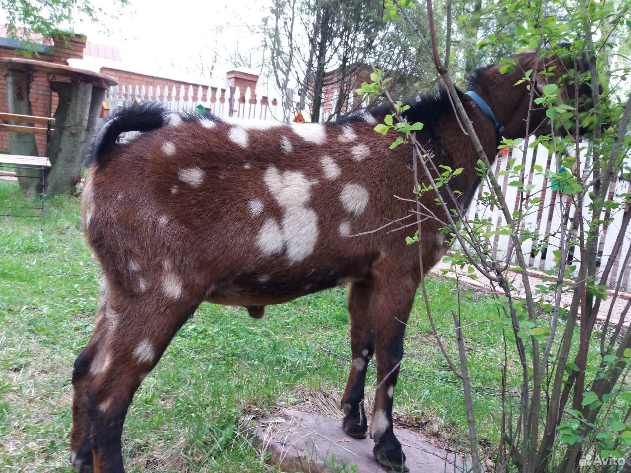 Продам нубийского козла